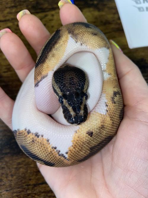 Paradox Albino Pied Ball Python